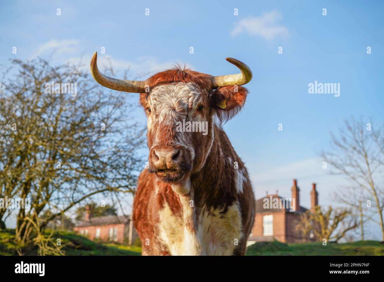 Close view cow face hi-res stock photography and images - Alamy