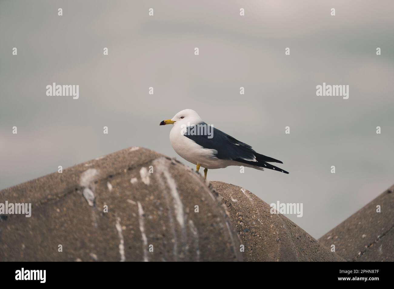 A white seagull perched atop a concrete ledge, looking out over a body ...