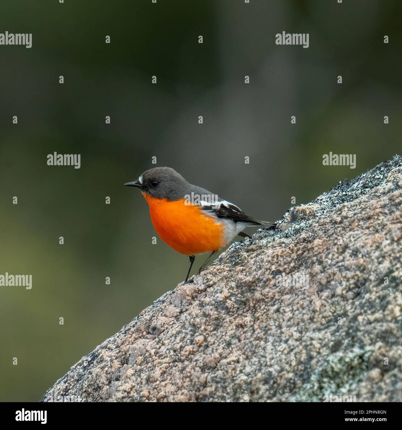 A Flame robin stands perched atop a large rock Stock Photo - Alamy