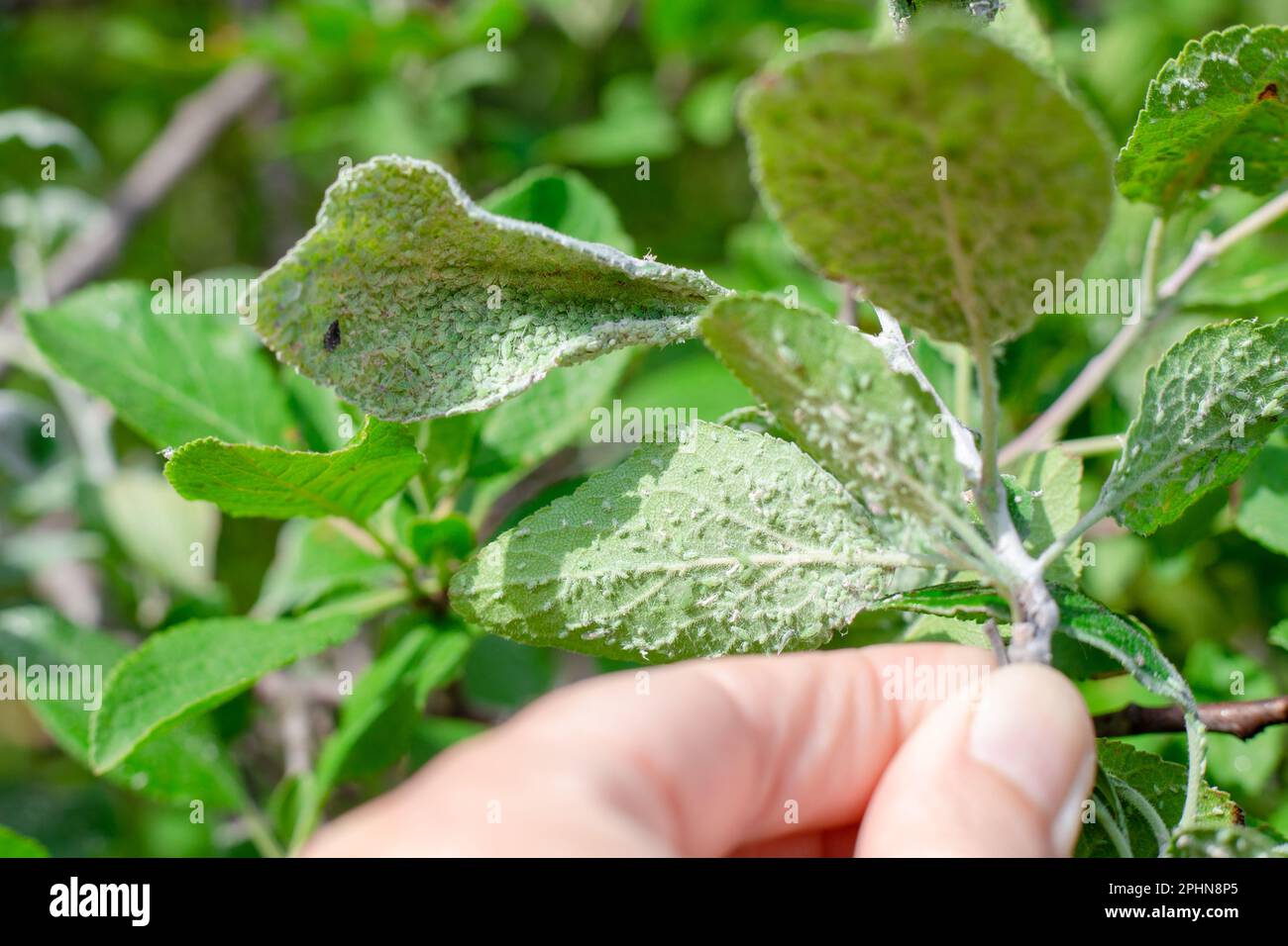 Green plum leaves colonized by aphids. The gardener examines the plant ...