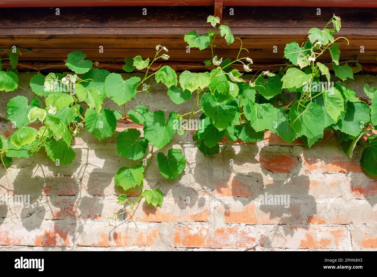 Grape young vine under the roof of a house with a brick wall. Formation ...