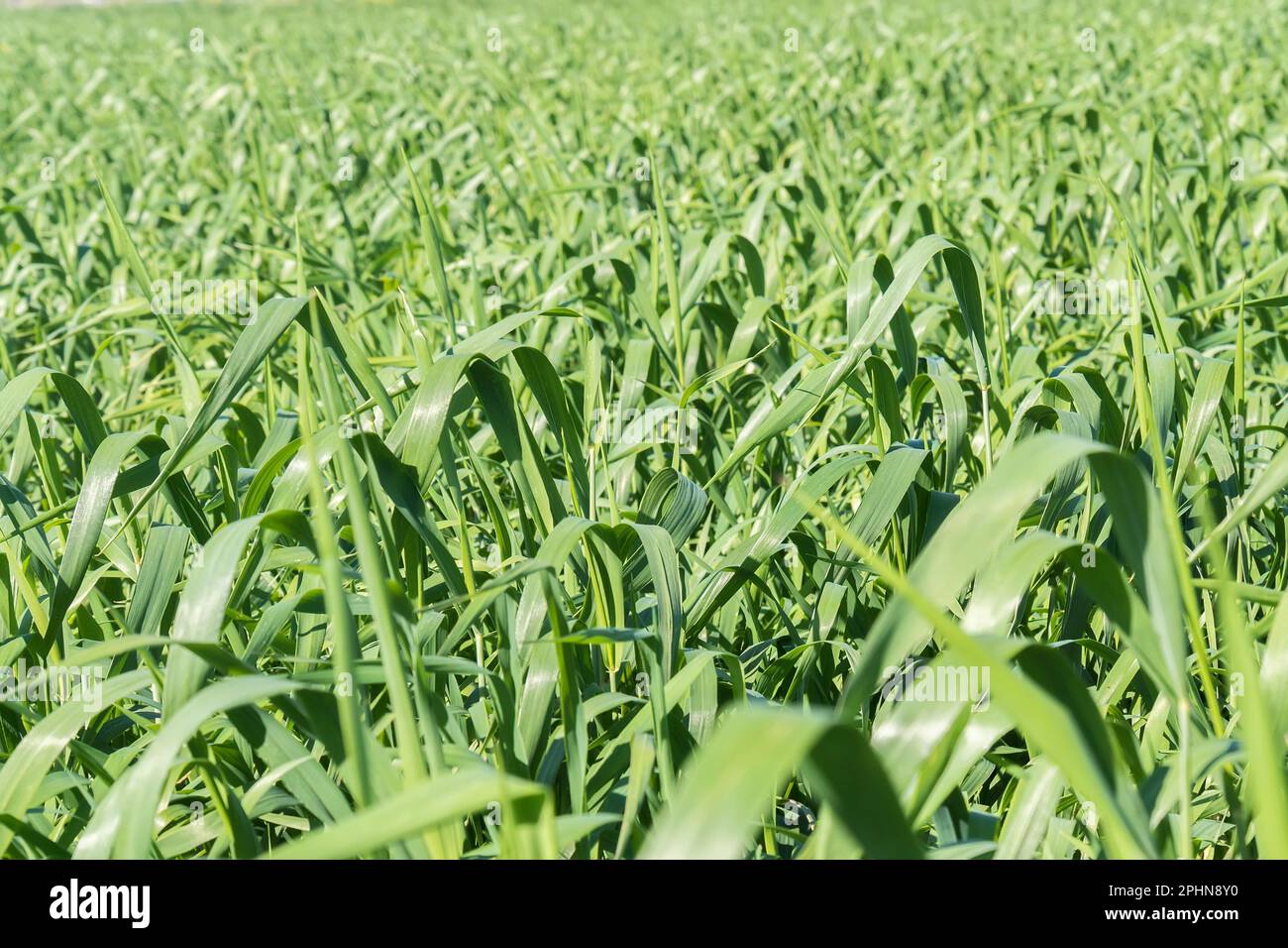 A landscape of a field covered in lush greenery in the daylight in the ...