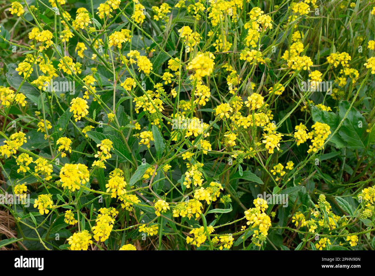 Yellow rapeseed flowers in the field. Wildflowers, agriculture Stock ...