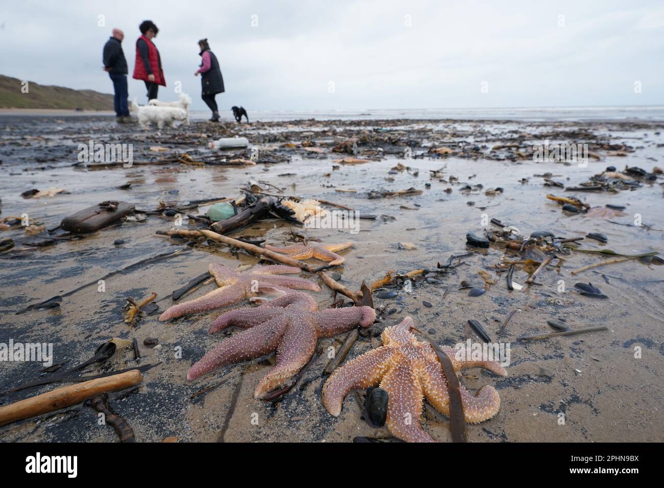 Dead and dying starfish that have been washed up on the beach at ...