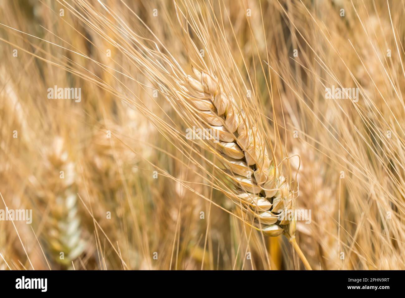 A large ear of wheat with long, golden-colored strands of grain is seen ...