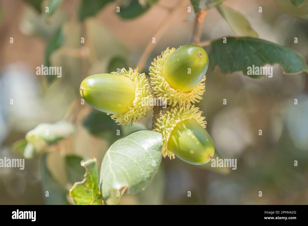 A close-up of an Acornum plant, displaying various green fruits that ...