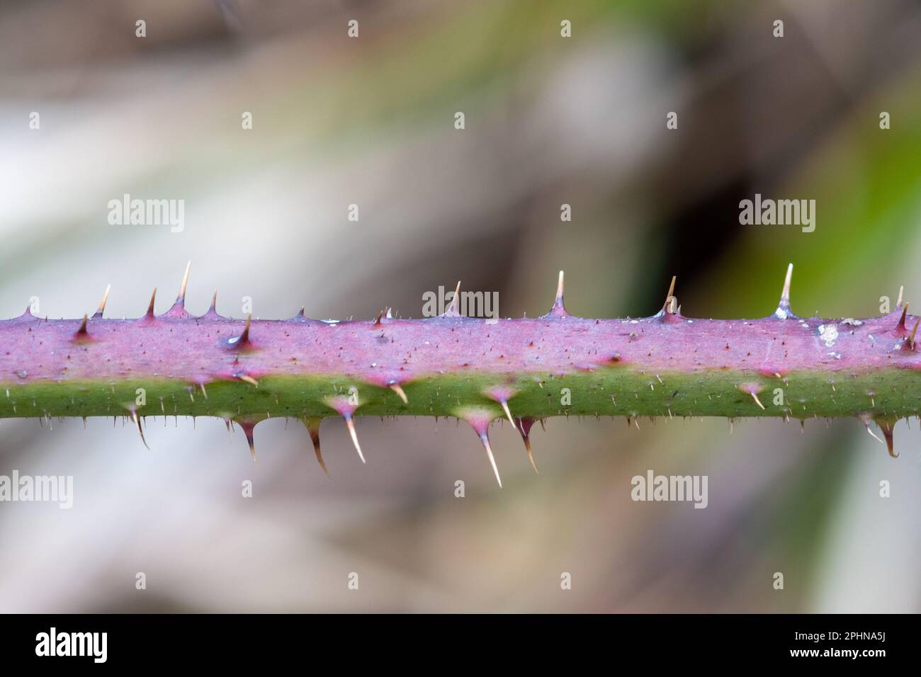 Prickles on bramble or blackberry (Rubus fruticosus) stem, a plant ...