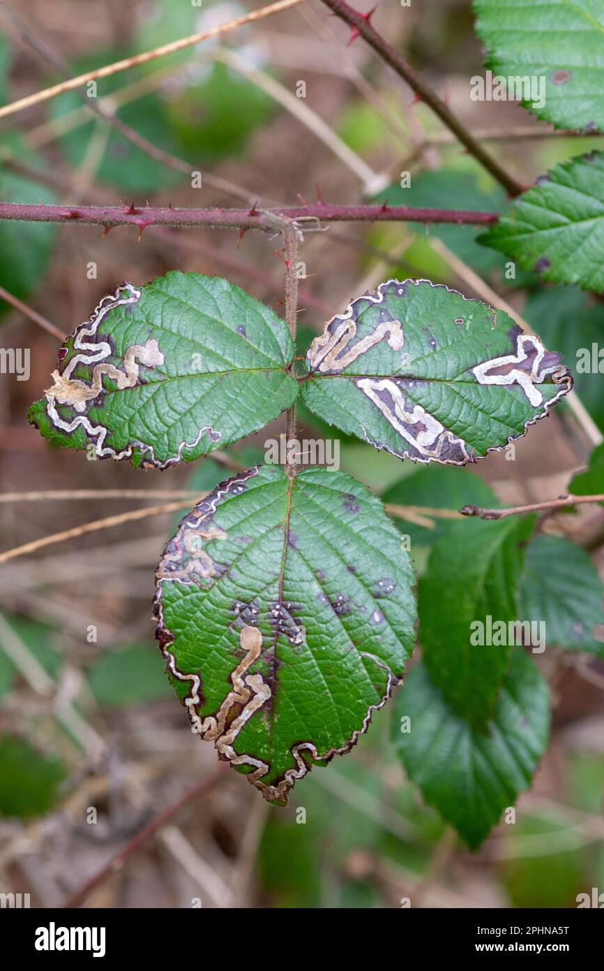 Bramble leaf mines made by the moth Stigmella aurella, Surrey, England ...