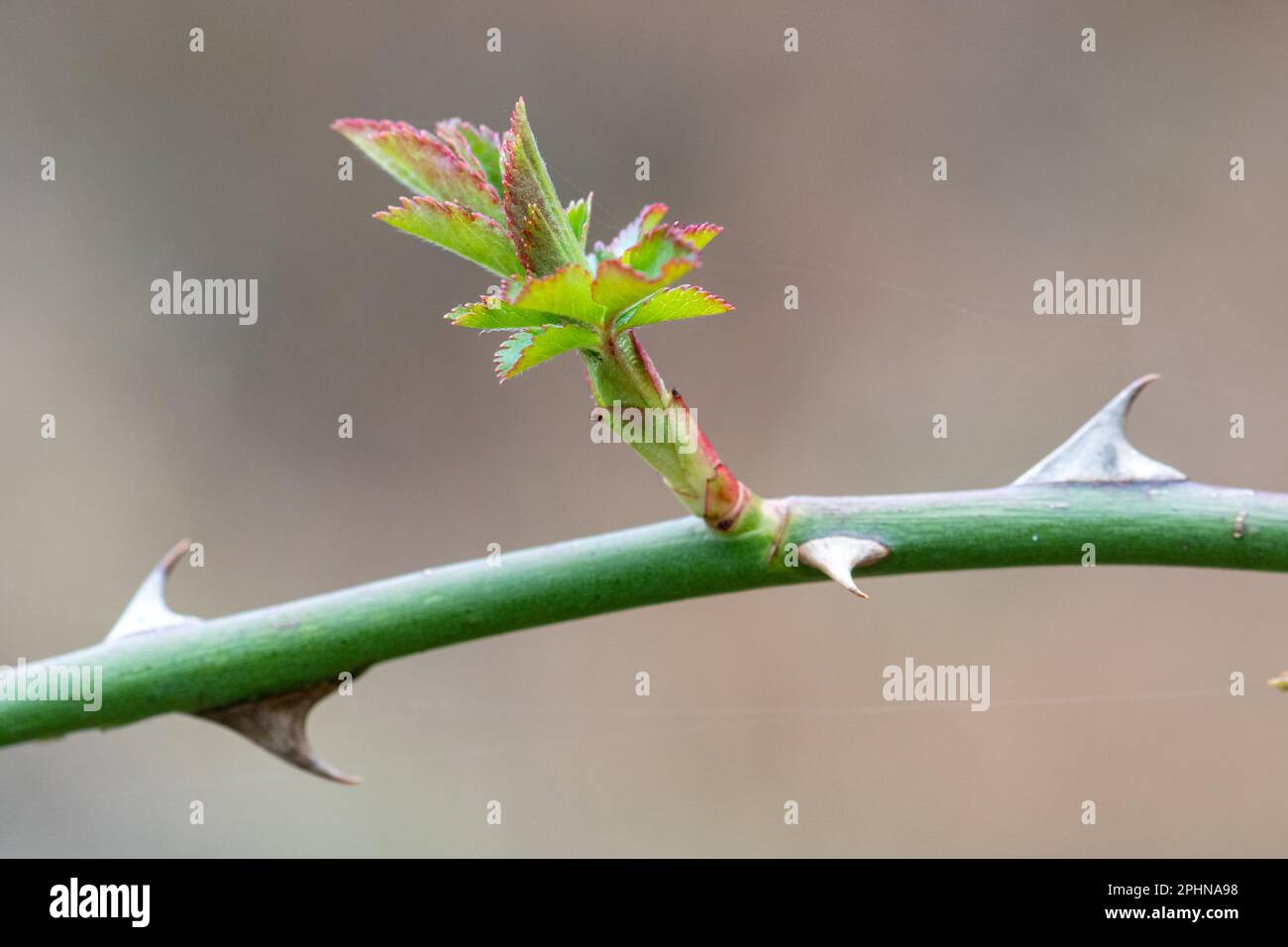Prickles on wild rose stem, a mechanical plant defence mechanism Stock ...