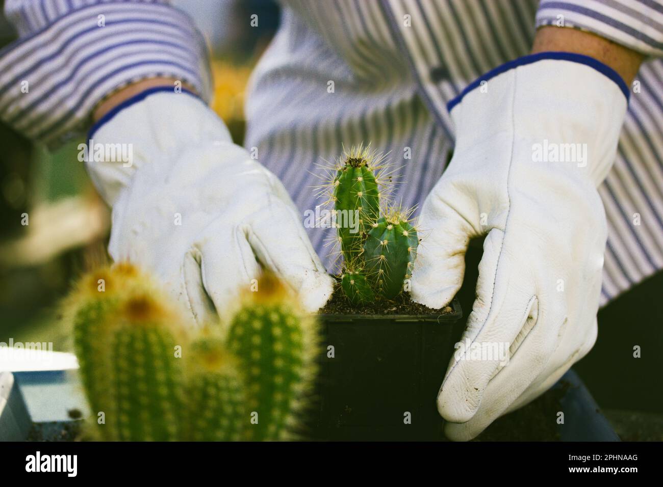 Houseplant pilosocereus pachycladus cactus cactuses hi-res stock photography and images - Alamy