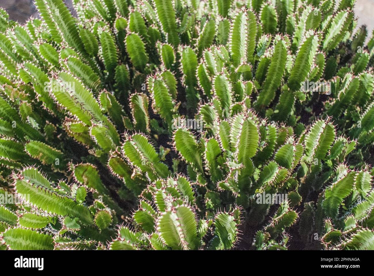 Cactus plants growing within the confines of the Préveli monastery in ...