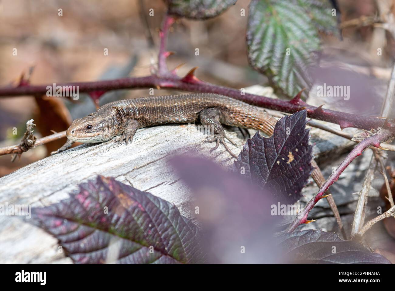 Common lizard (Zootoca vivipara, also called viviparous lizard) basking ...