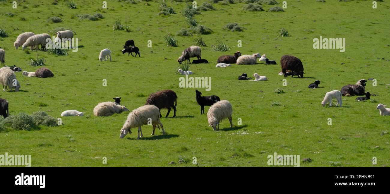 What Is The Breed Of Sardinian Shepherd Dog