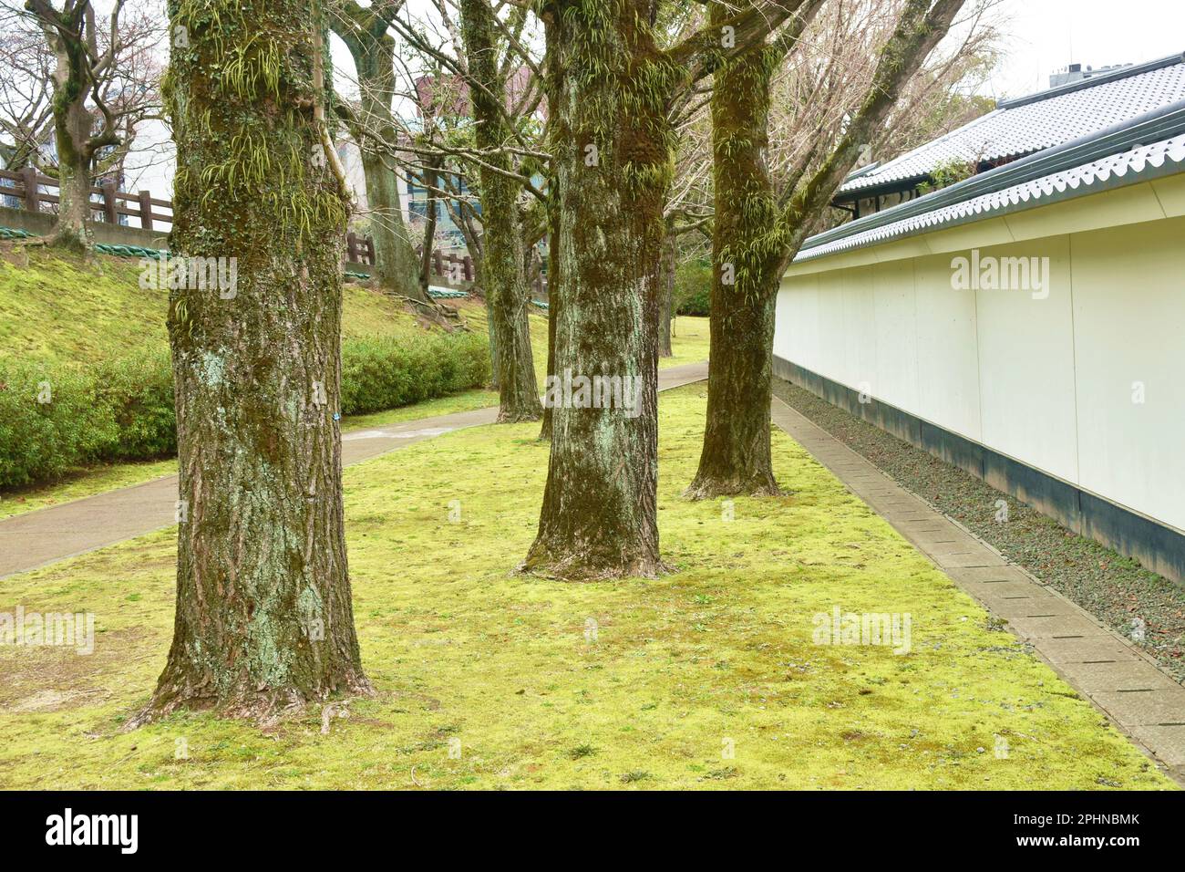 landscape of tree and grass field in garden on Japan Stock Photo - Alamy