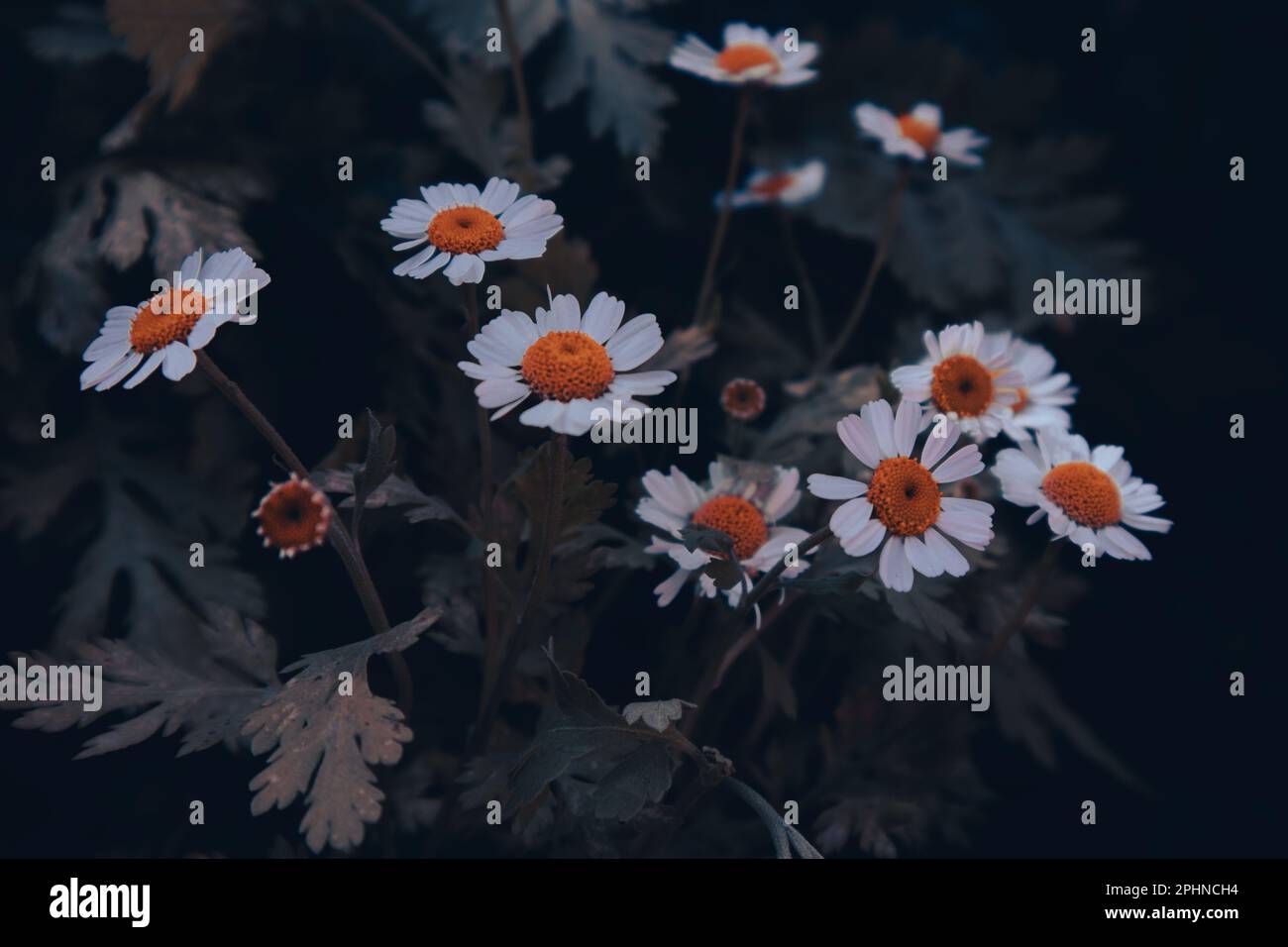 Chamomile flower photography hi-res stock photography and images - Alamy