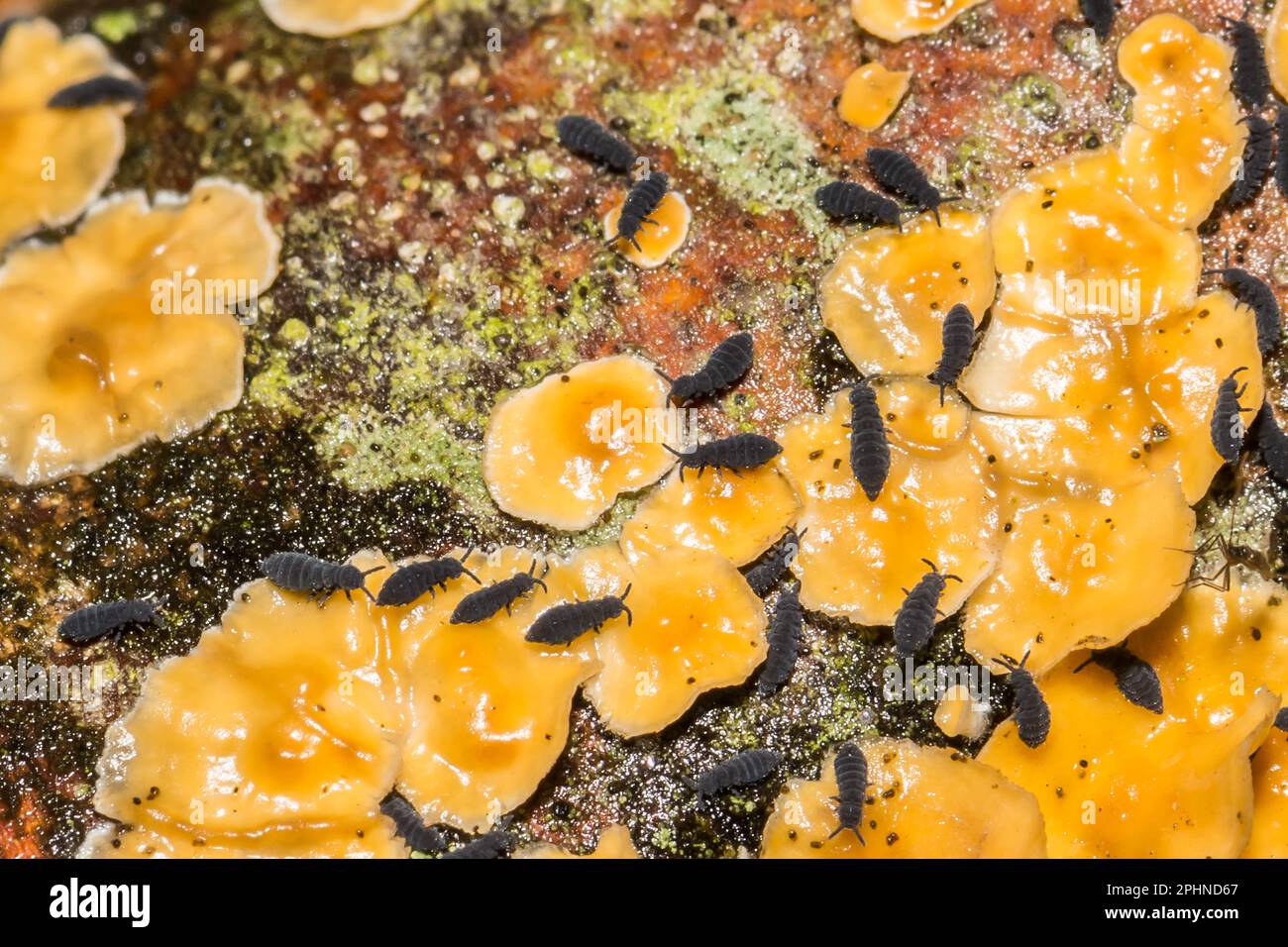 Snow Fleas Aka Winter Springtails - Hypogastrura nivicola Stock Photo ...