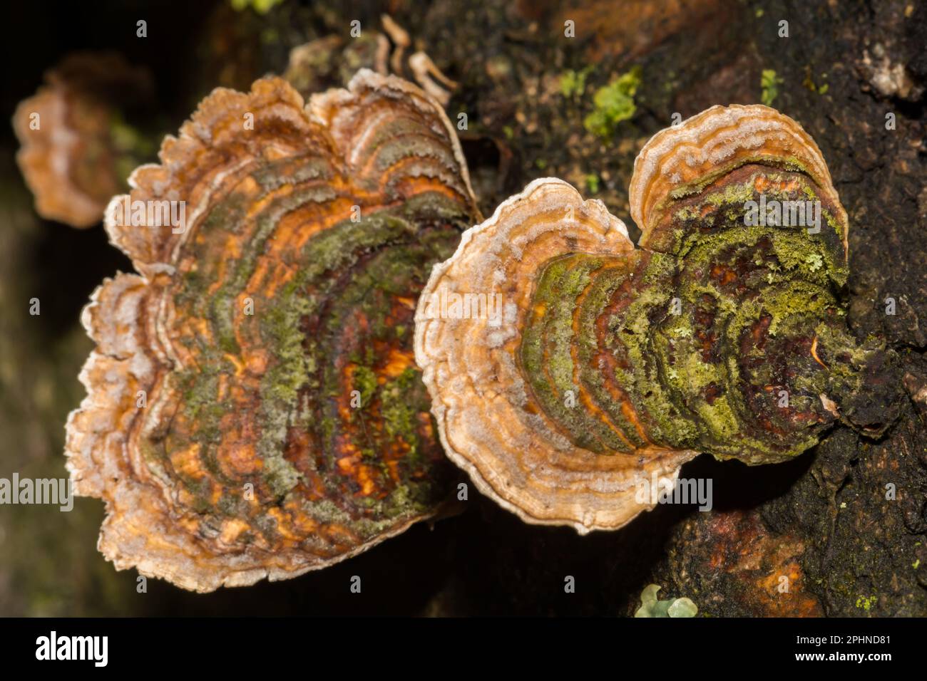 False Turkey Tail Fungi - Stereum ostrea Stock Photo - Alamy