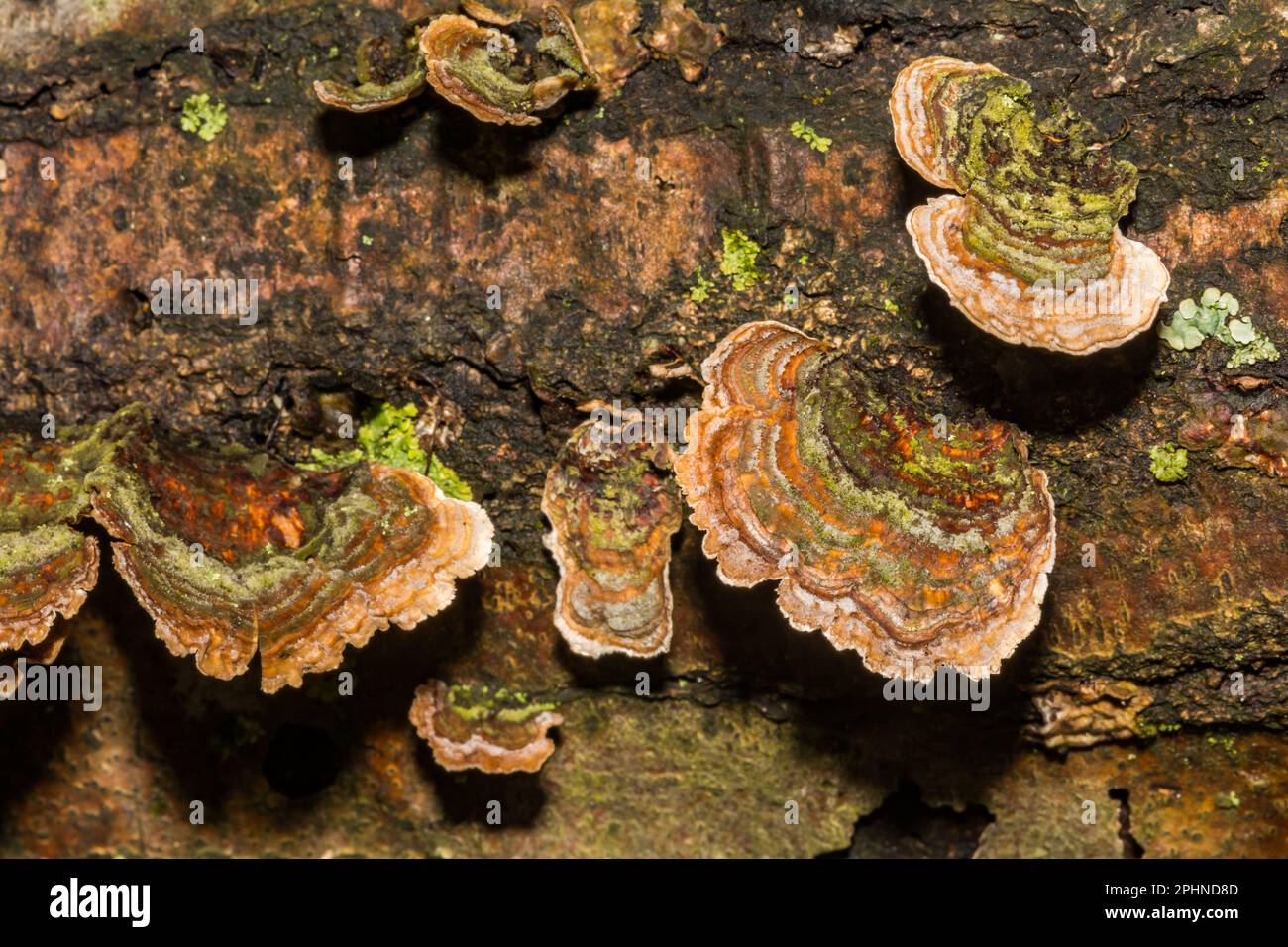 False Turkey Tail Fungi - Stereum ostrea Stock Photo - Alamy