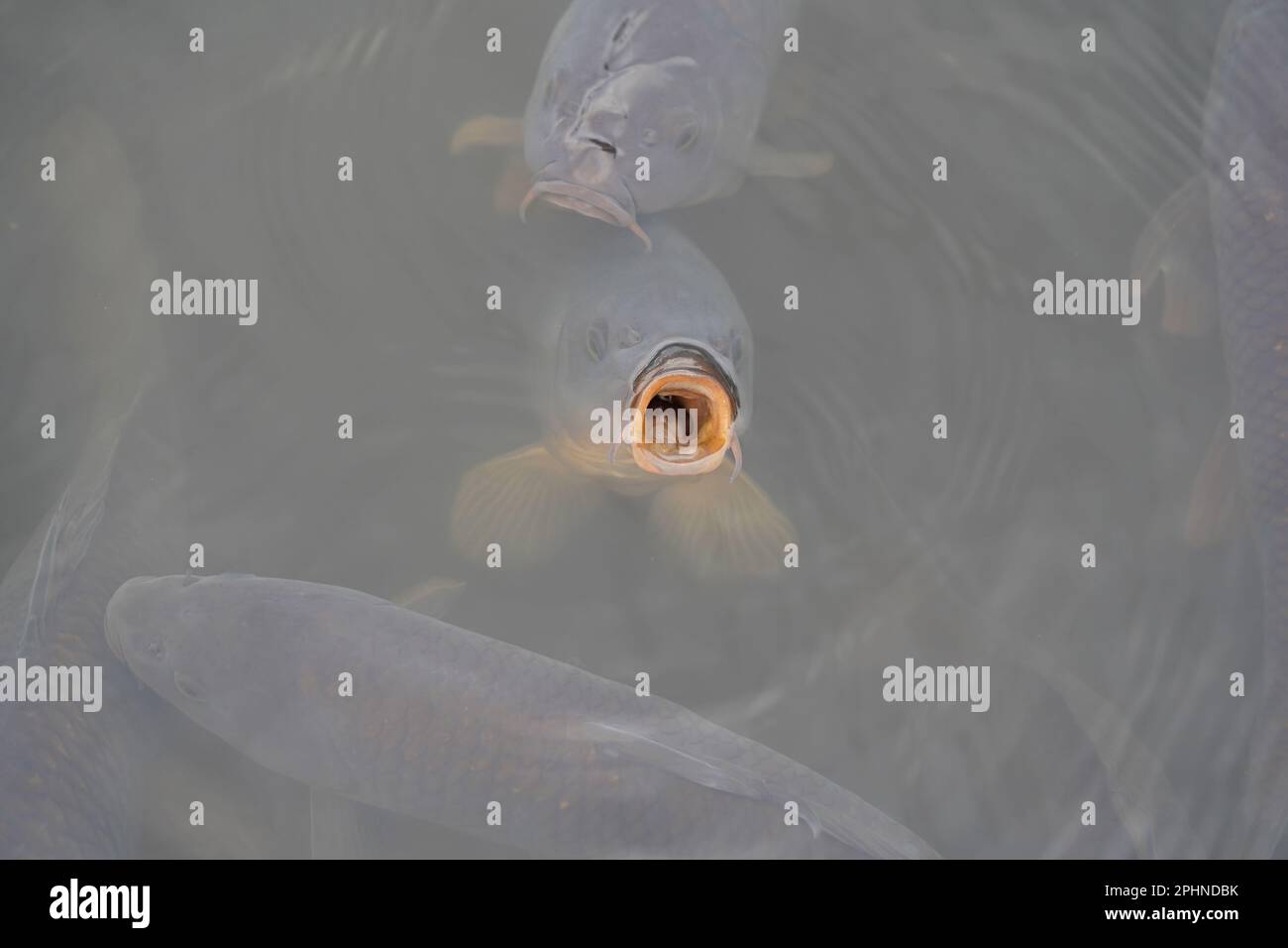 Common carp cyprinus carpio hi-res stock photography and images - Alamy