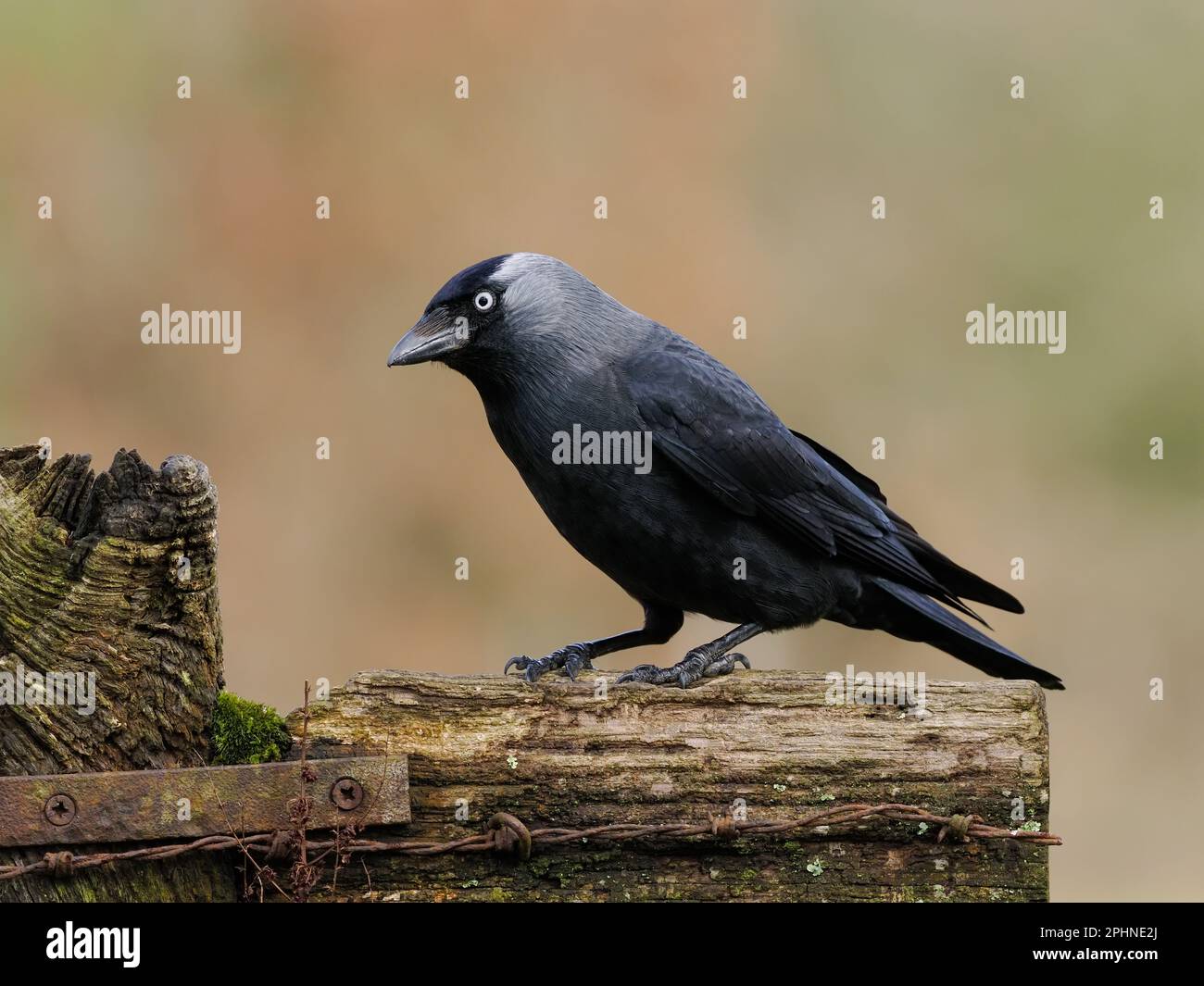 A jackdaw (Coloeus monedula) perched on an old fence. Photographed in ...