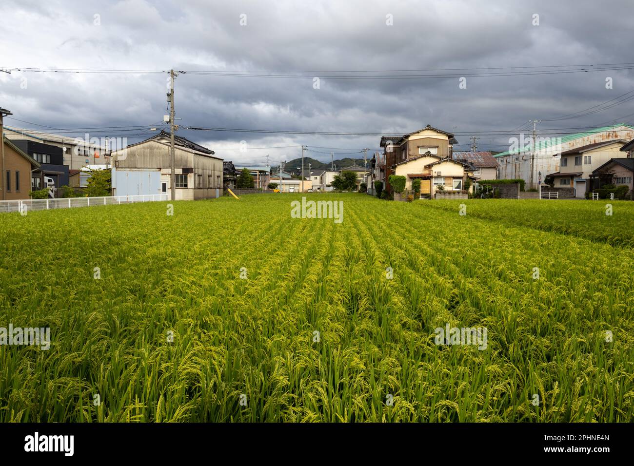 Summer view of countryside rice paddy field. Kanazawa, Japan Stock ...