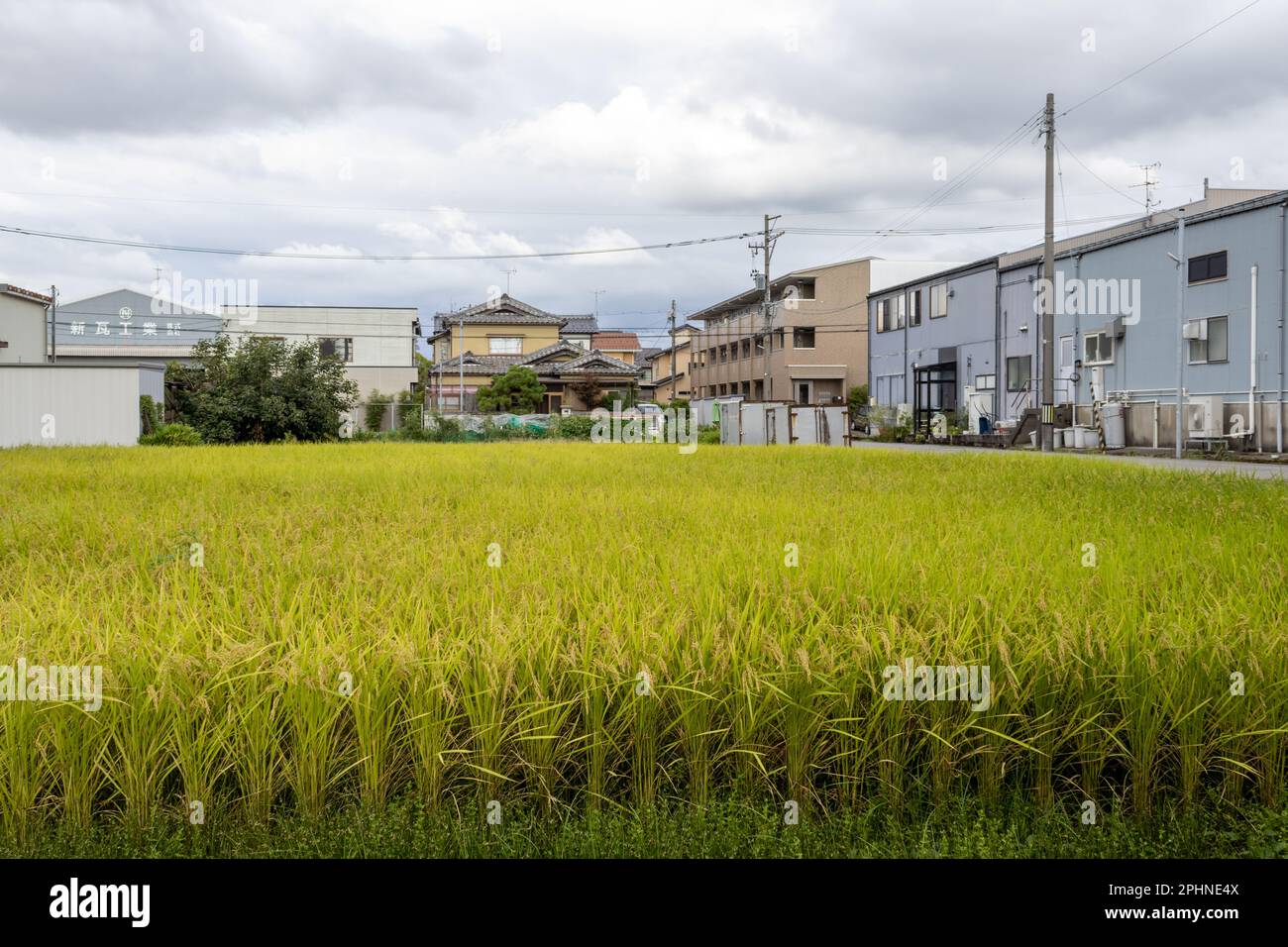 Summer view of countryside rice paddy field. Kanazawa, Japan Stock ...