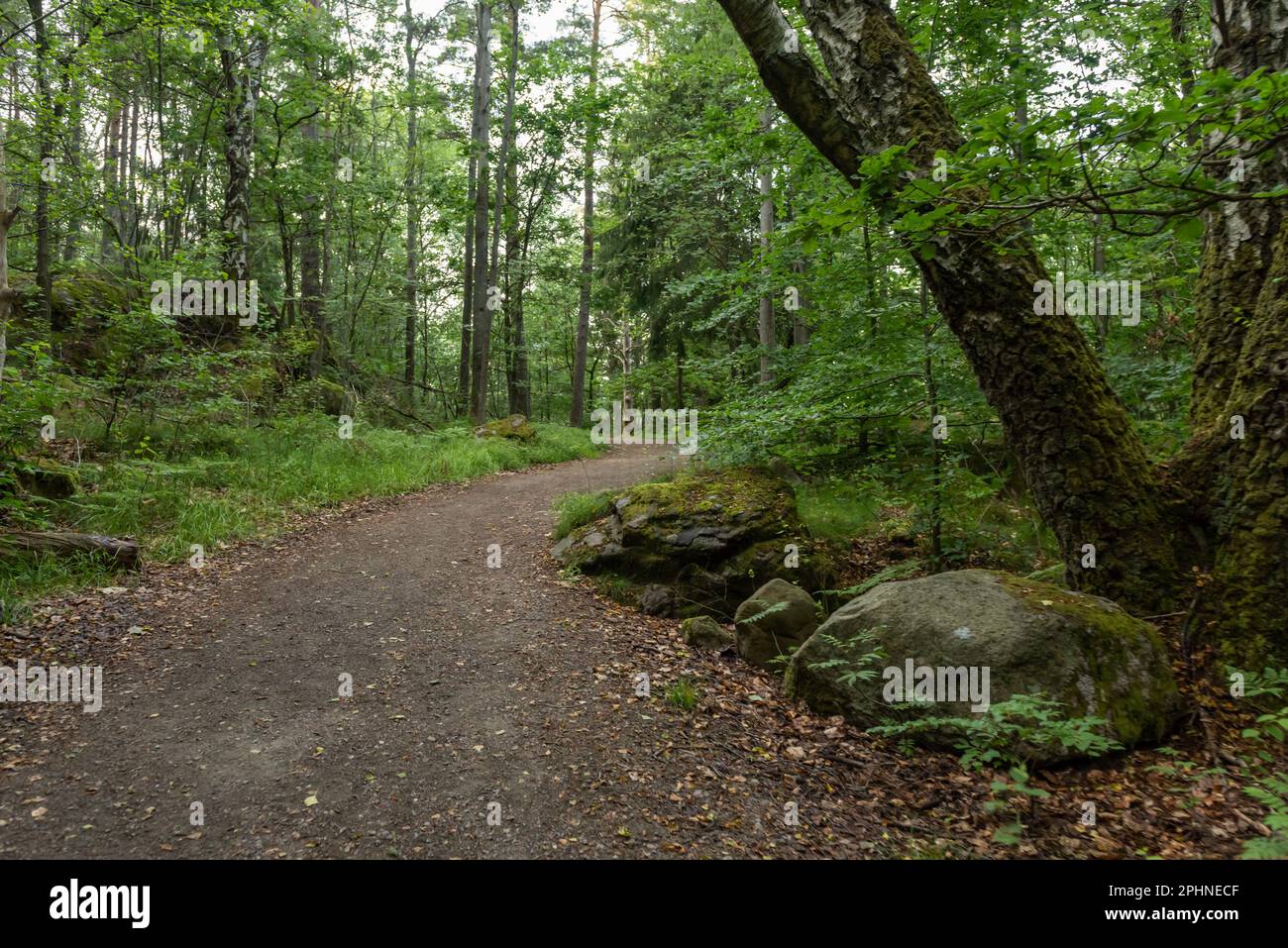 Woman walking uphill in forest hi-res stock photography and images - Alamy