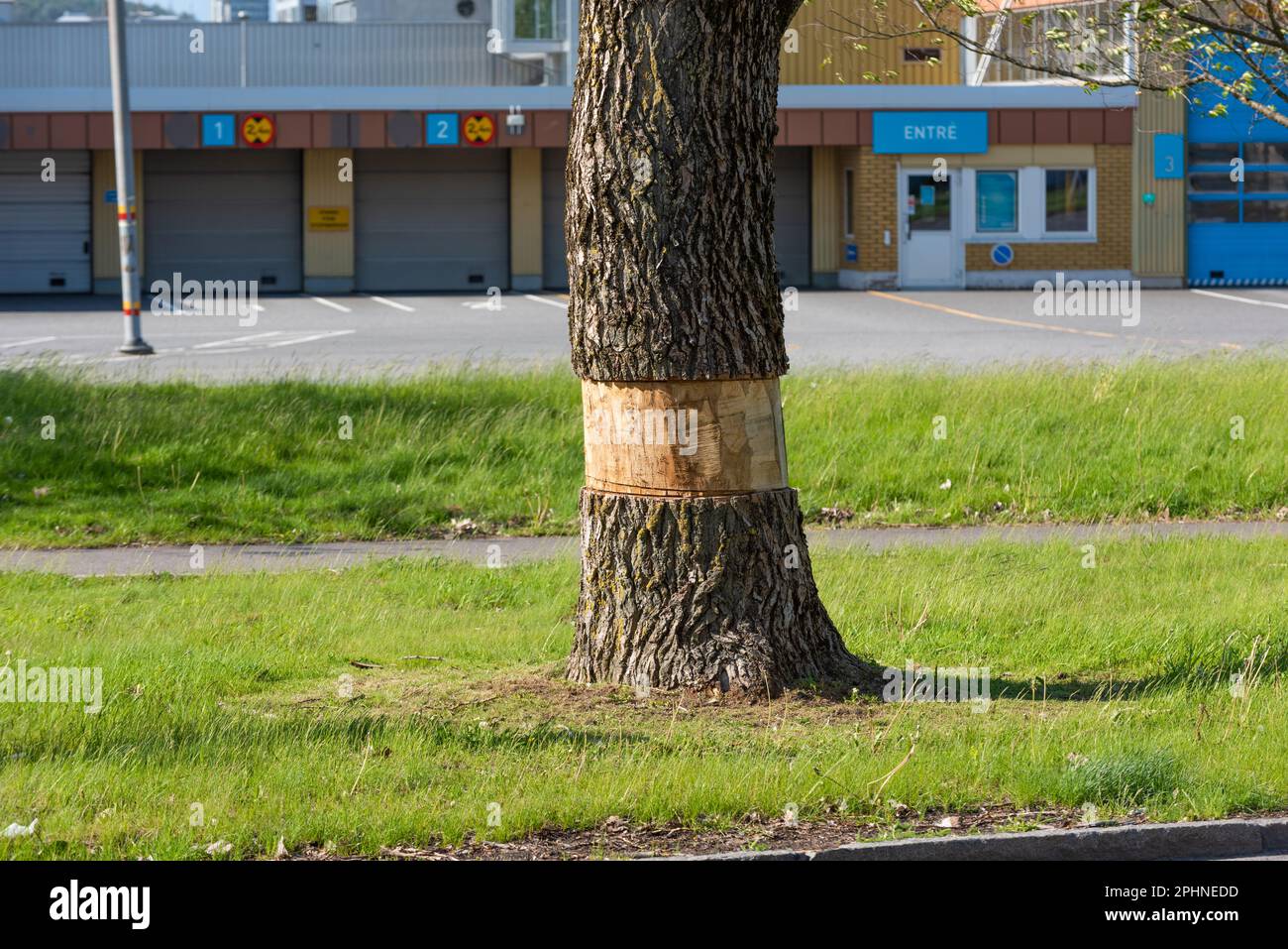 A ring barked tree by a road Stock Photo - Alamy
