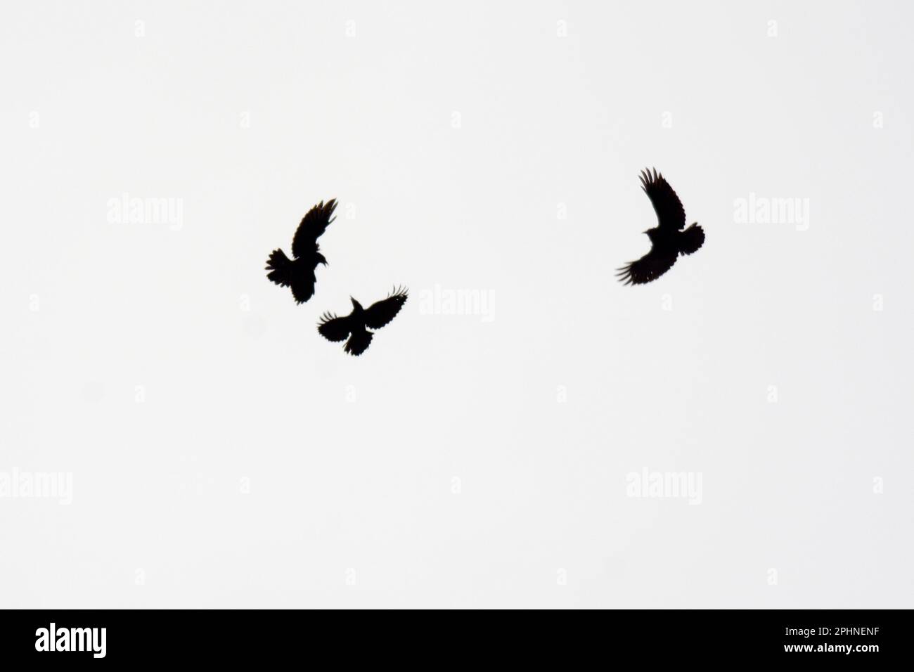 Raven uk corvus corax flight hi-res stock photography and images - Alamy