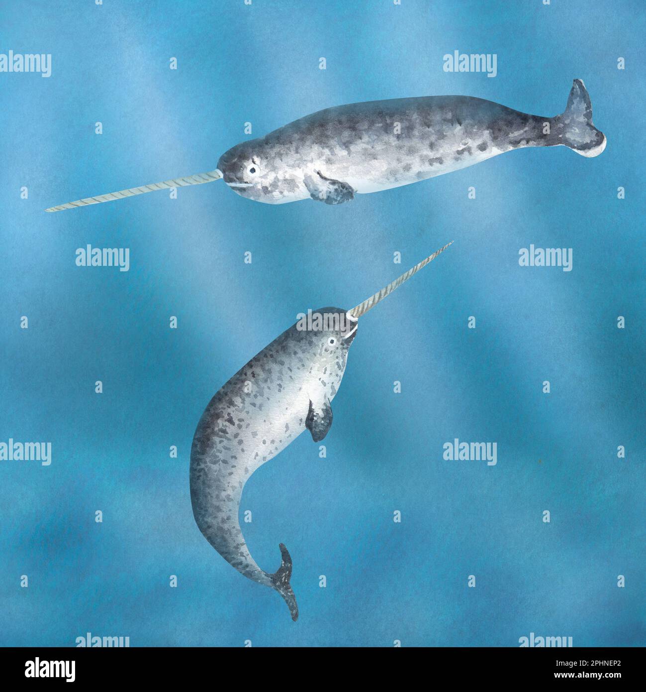 Narwhals hi-res stock photography and images - Alamy