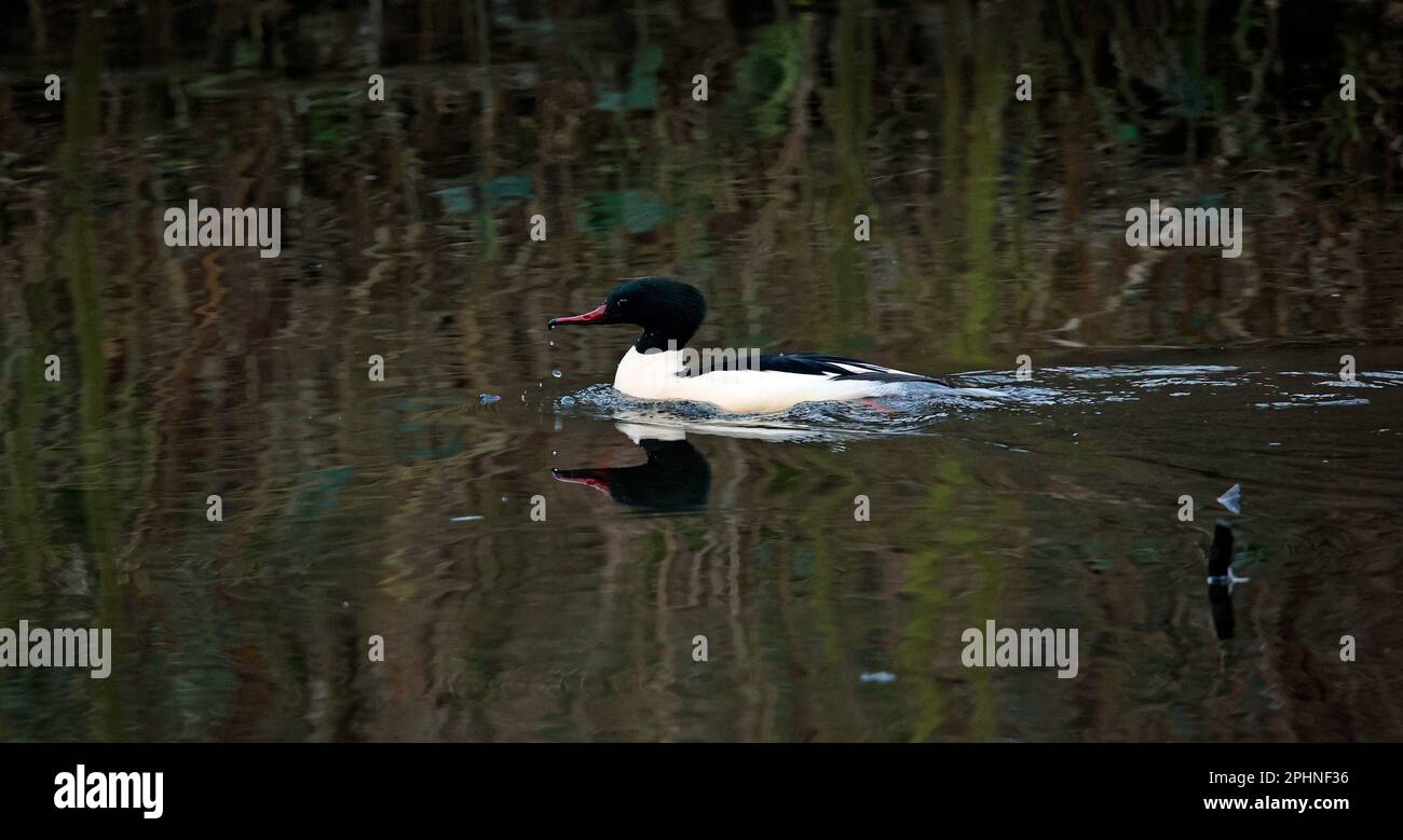 Goosanders swimming on a mill pond Stock Photo - Alamy