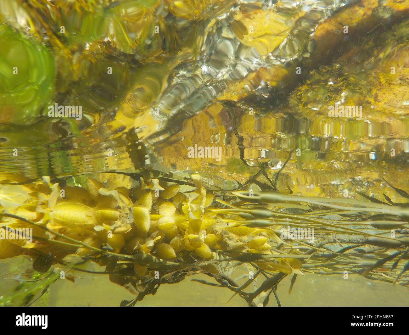underwater view of grouping of kelp clumped together floating at the ...