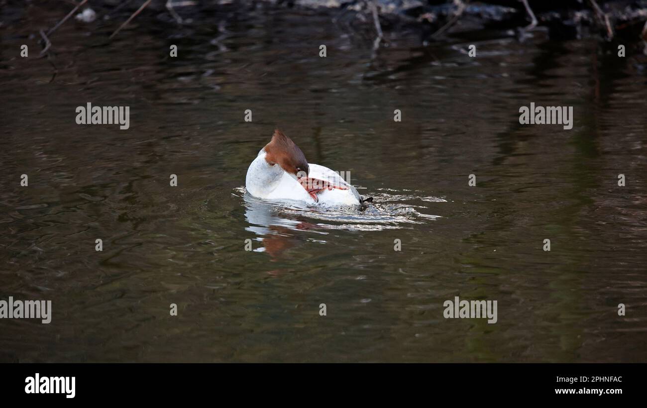 Goosanders hi-res stock photography and images - Alamy