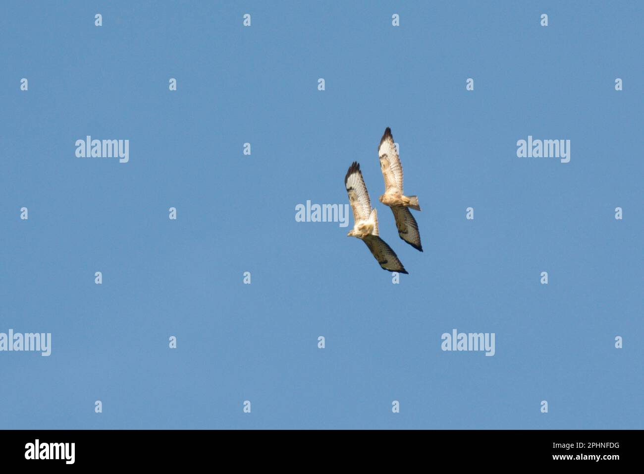 Pair of Common Buzzards, Buteo buteo flying together, Wales, UK Stock ...