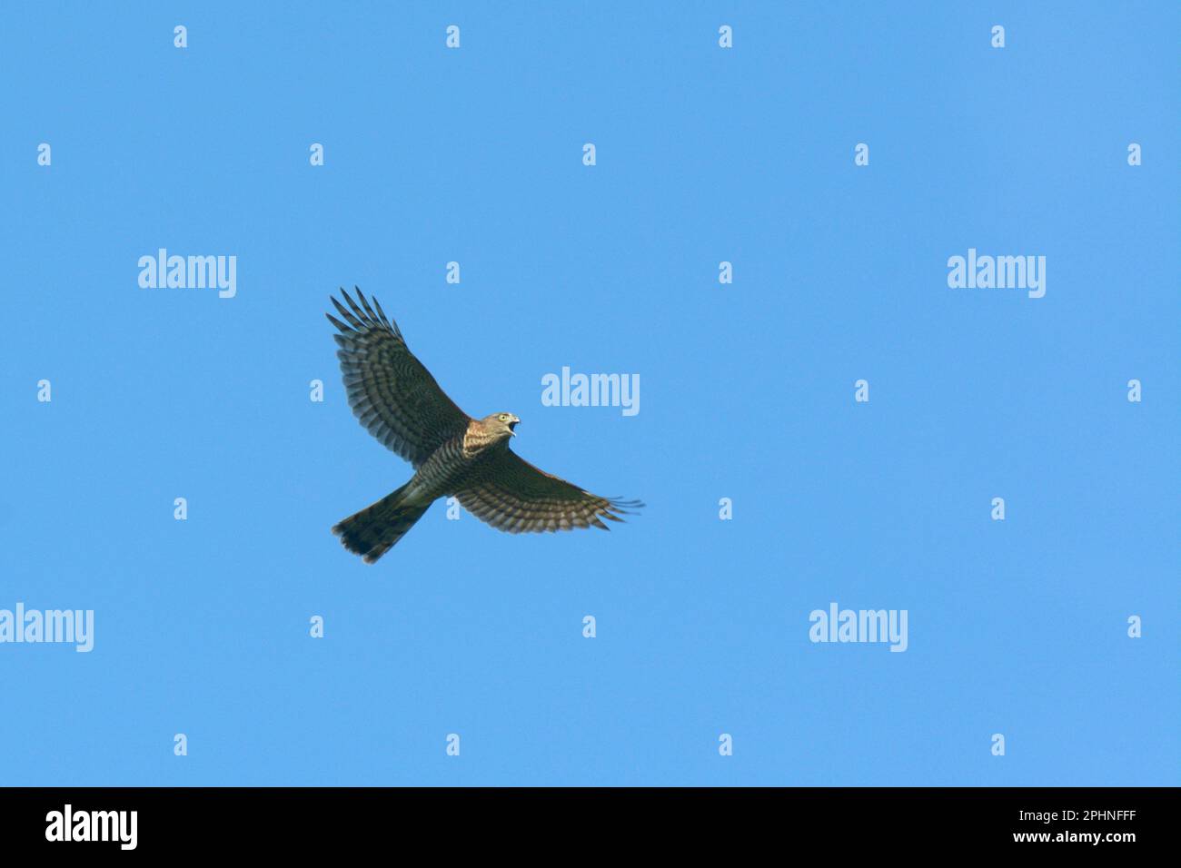 British sparrowhawk hi-res stock photography and images - Alamy