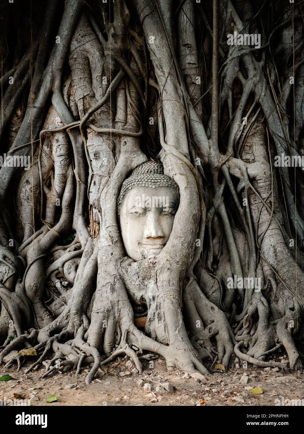 Buddha head in banyan tree roots at Wat Mahathat temple in Ayutthaya ...
