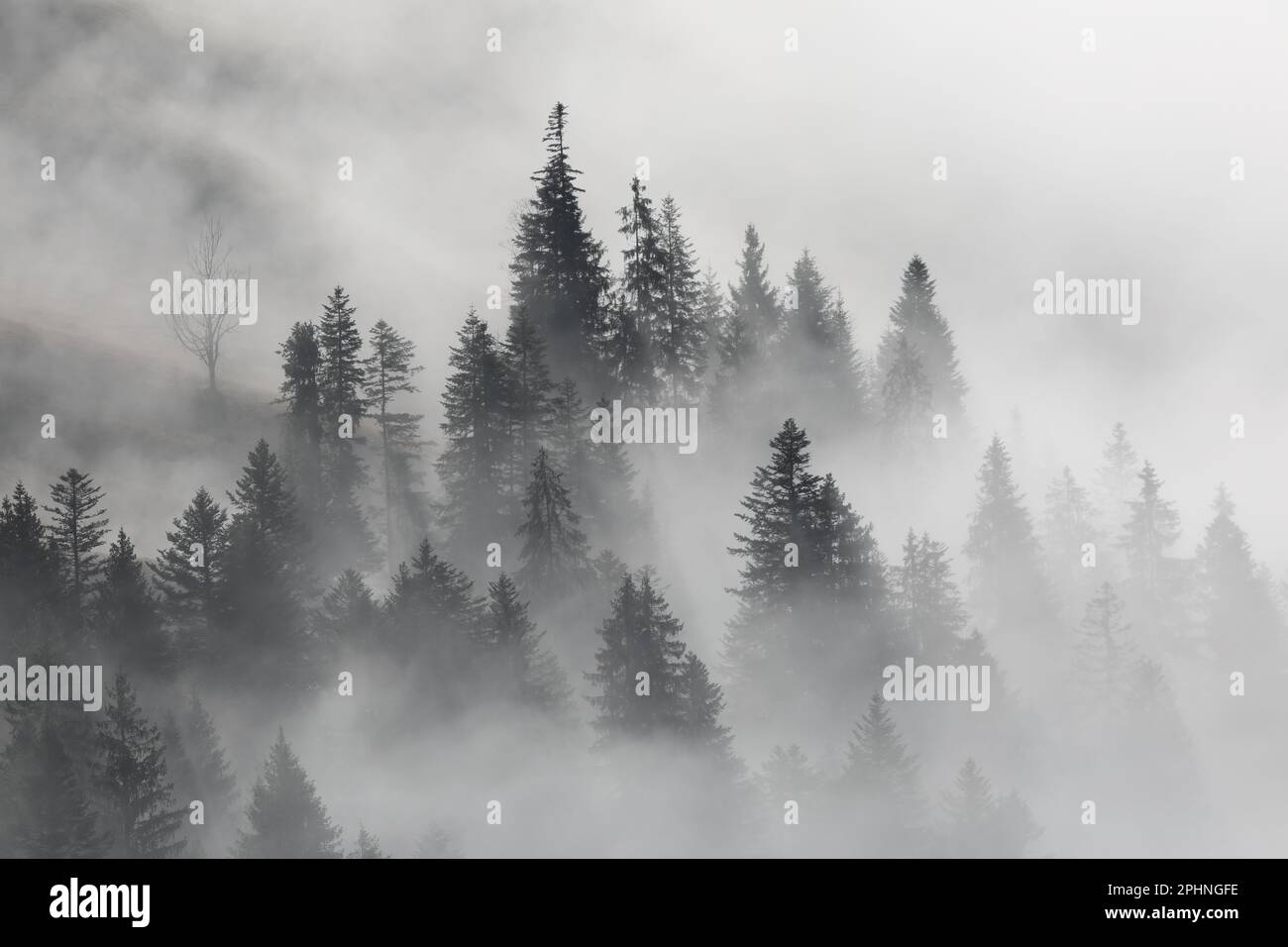 Wälder wald hi-res stock photography and images - Alamy Wälder wald hi-res stock photography and images - Alamy