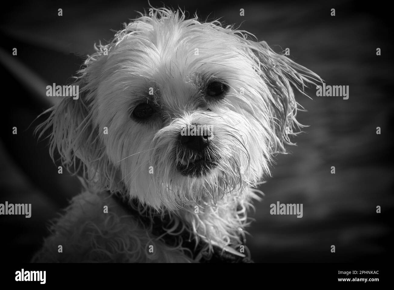 A high-resolution, black-and-white image of a Morkie dog, featuring the ...