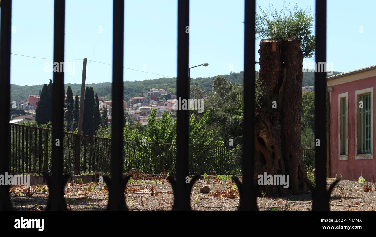 Greece, Corfu Mountain and Sea Life Stock Photo - Alamy