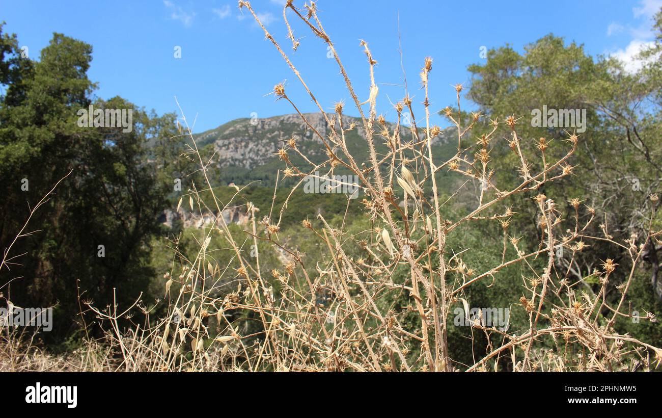 Greece, Corfu Mountain and Sea Life Stock Photo - Alamy