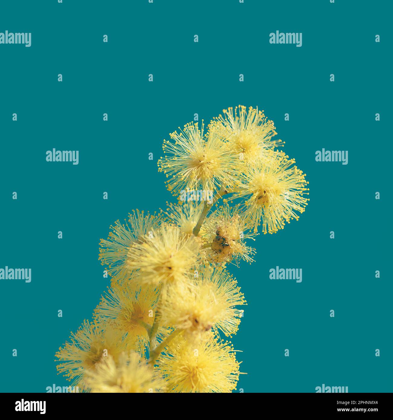 Mimosa tree art hi-res stock photography and images - Alamy