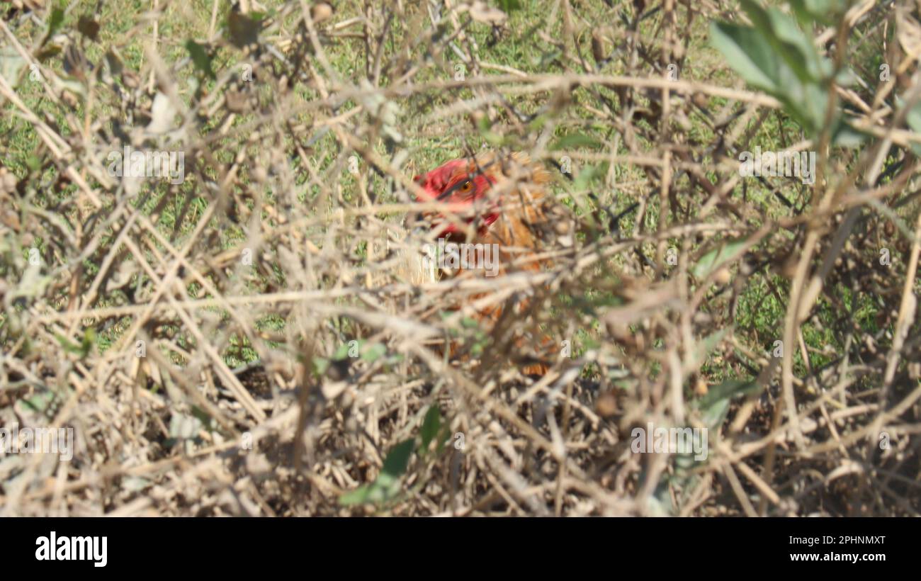 Greece, Corfu Mountain and Sea Life Stock Photo - Alamy