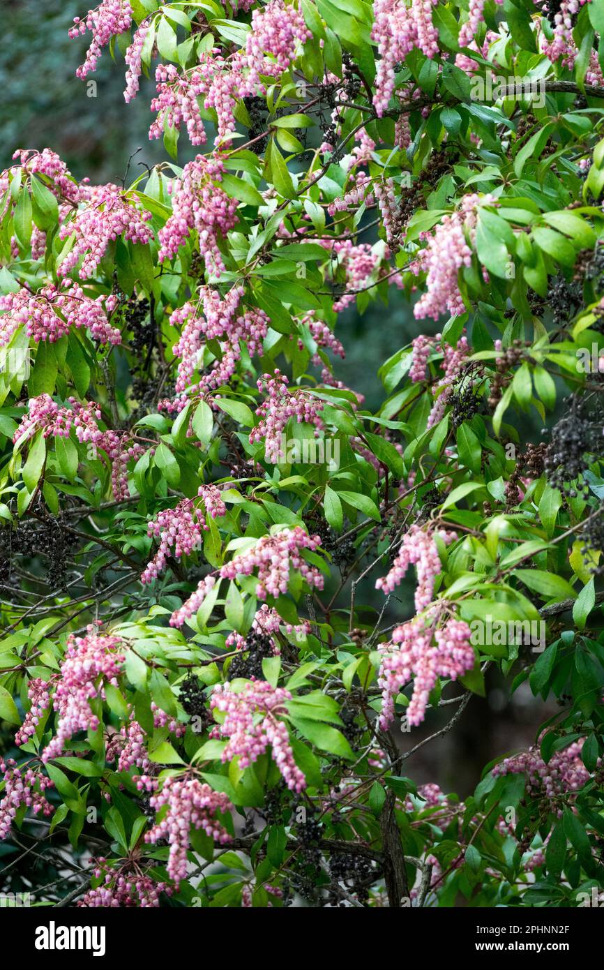 Evergreen, Shrub, Flowering, Early spring, Pieris japonica "Valley Rose ...