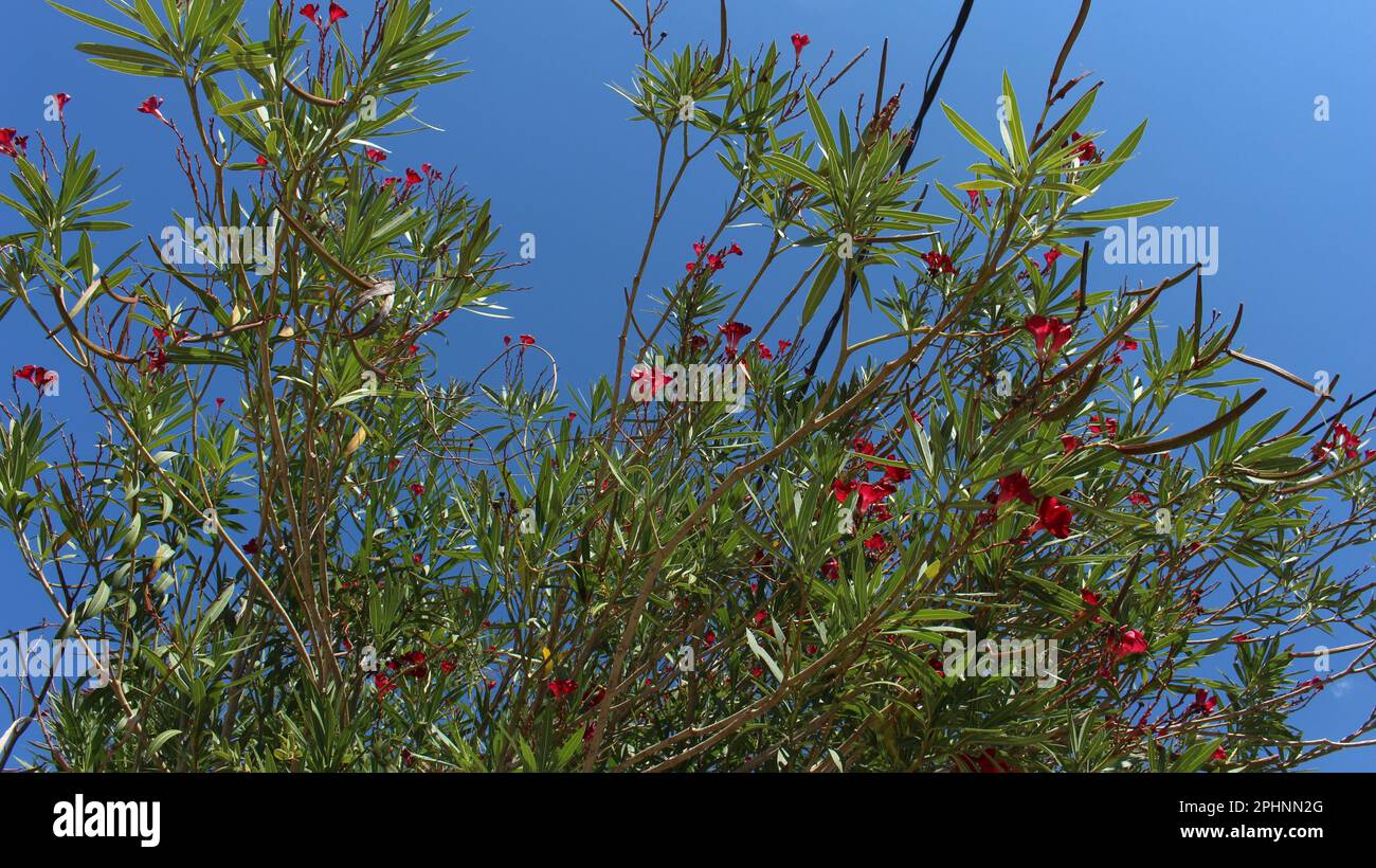 Greece, Corfu Mountain and Sea Life Stock Photo - Alamy