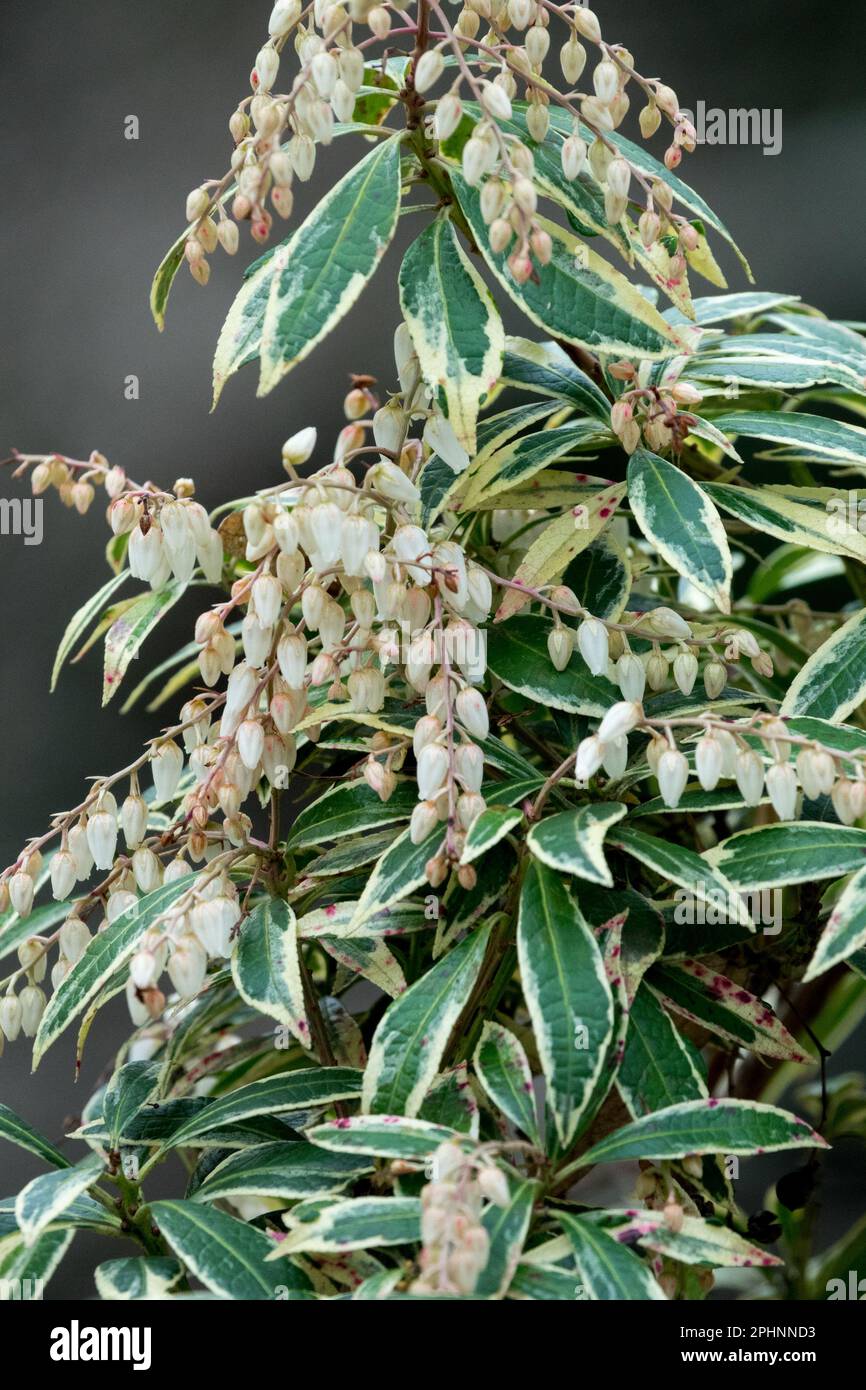Lily of the Valley Shrub, Pieris japonica "Little Heat", Evergreen ...