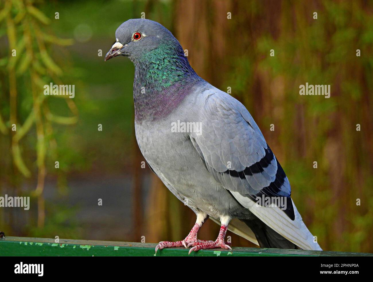 A Hill pigeon perched atop a metal fence, gazing intently Stock Photo ...