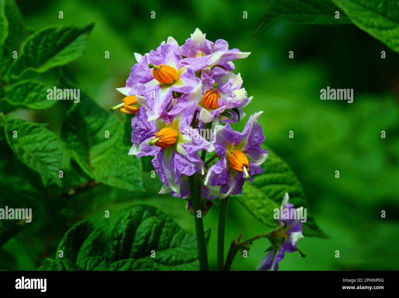 A Chilean potato tree flower surrounded by lush green leaves Stock ...
