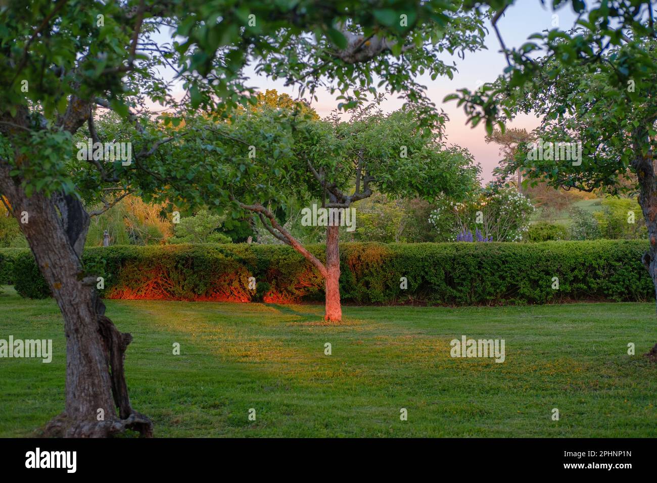 Golden light on tree hi-res stock photography and images - Alamy