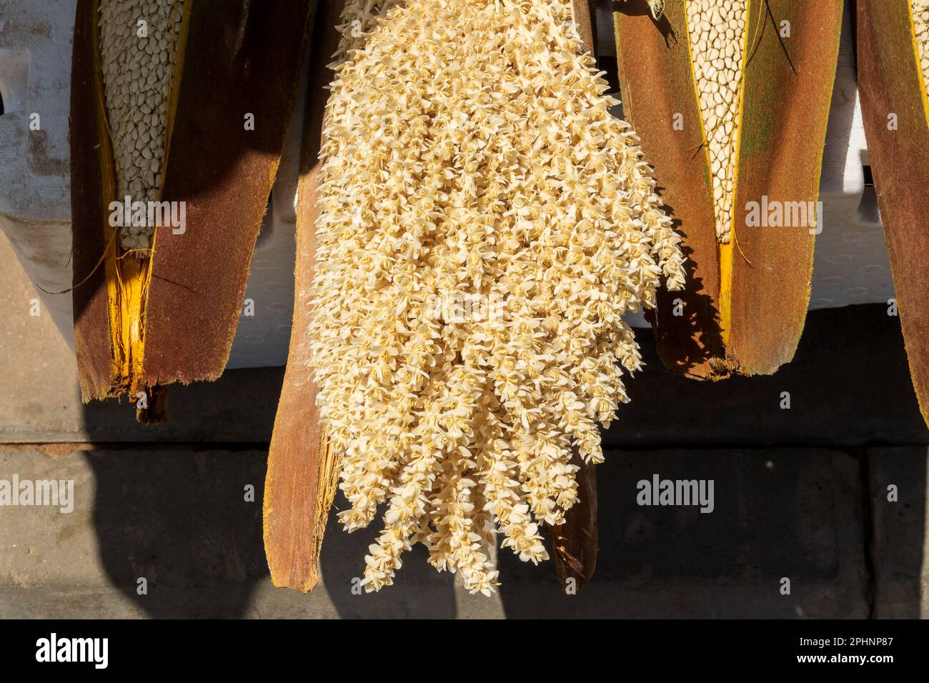 Seeds blooming - colour Stock Photo - Alamy