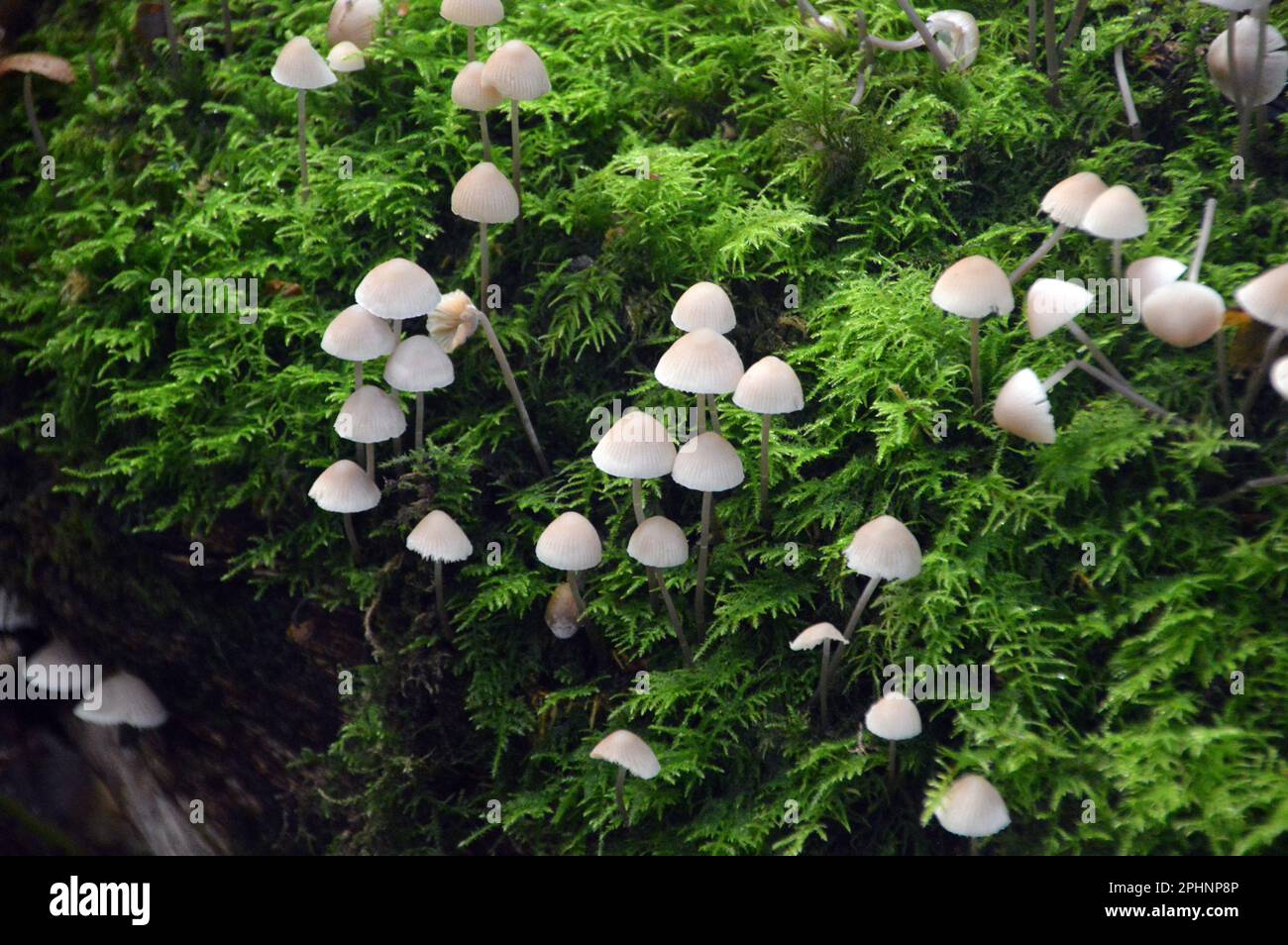 Fungus on dead tree stump hi-res stock photography and images - Alamy